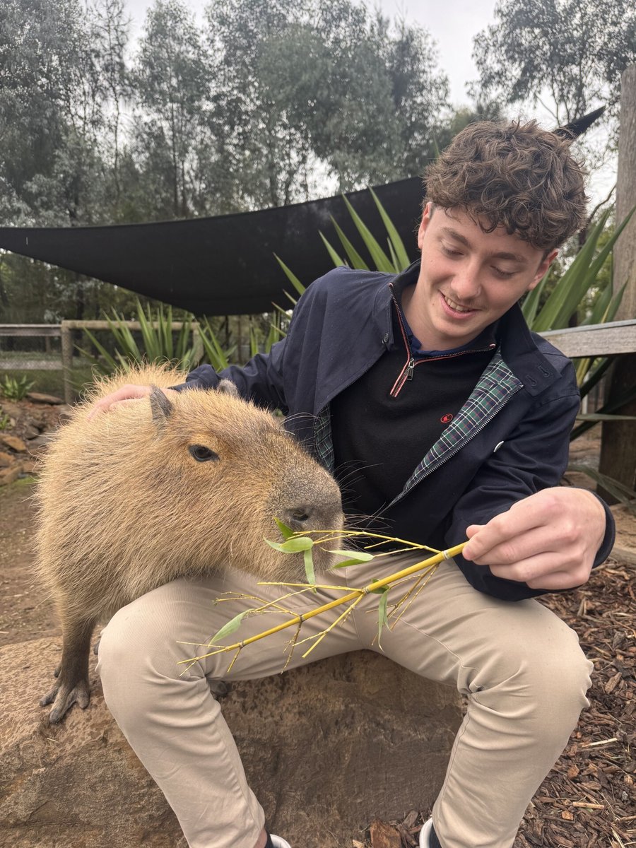 Capybara Encounter – A Capy-tivating Encounter