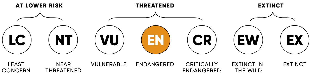 Eastern Quoll