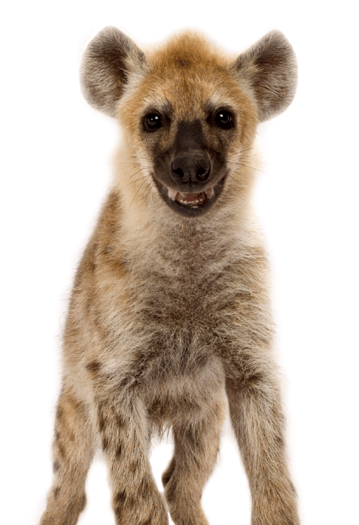 Hyena Encounter