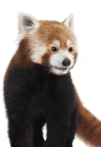 Red Panda Encounter